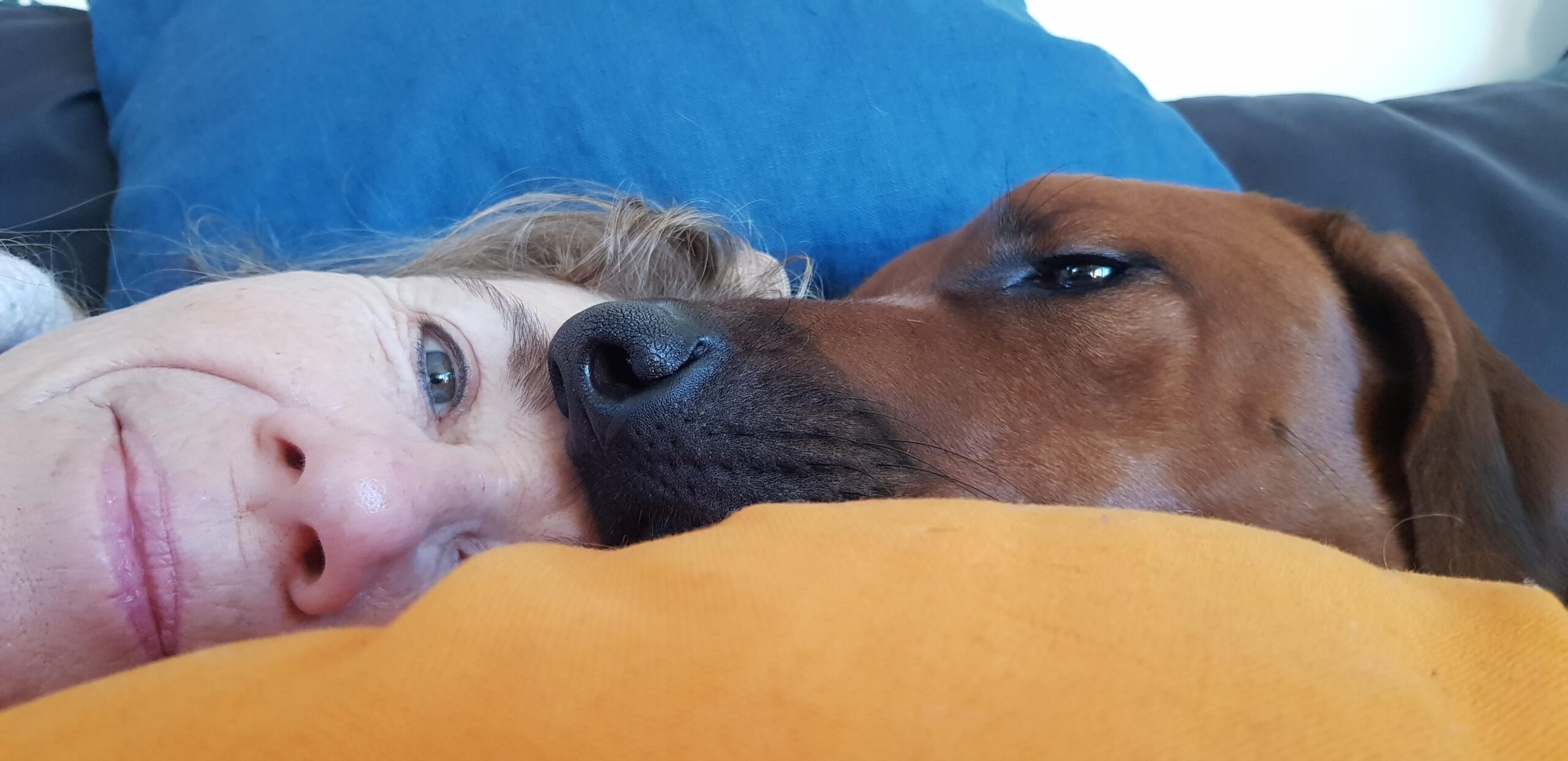 News - Schöne Ridgebacks
